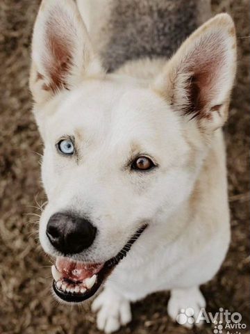 Собака из приюта ищет дом. Метис Хаски