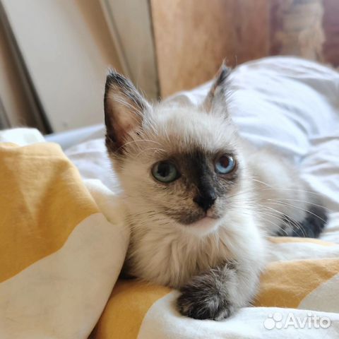 Котенок в добрые руки