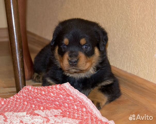 Ротвейлеры с документами РКФ