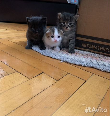 Шотландские вислоухие