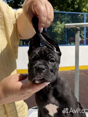 Кане Корсо щенки