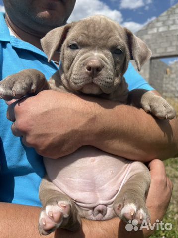 Американский булли