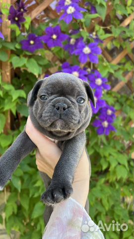 Чудесная красотка