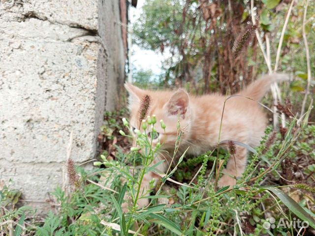 Рыжий котенок