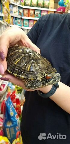 Красноухая черепаха