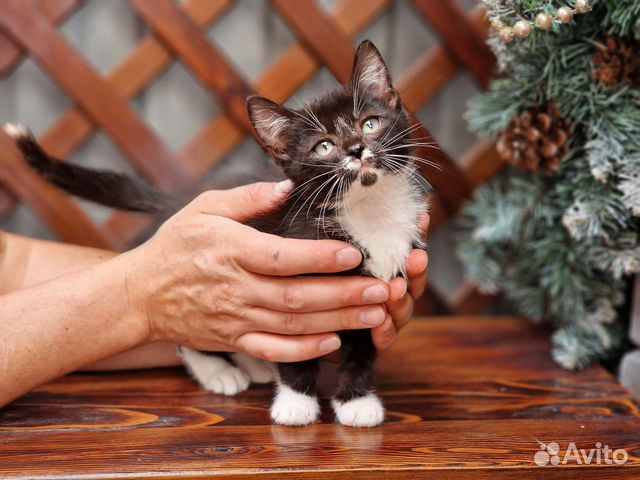 Красивый котёнок Рэм,привит,привезем