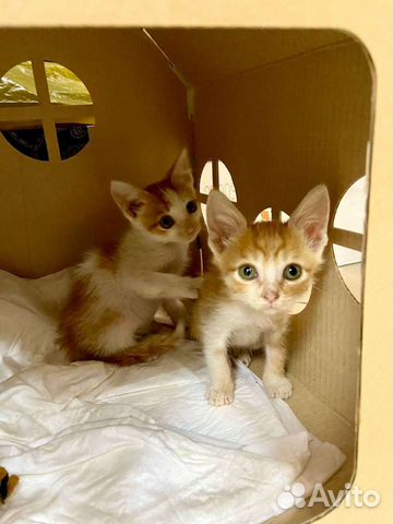 Котятки ищут маму и папу