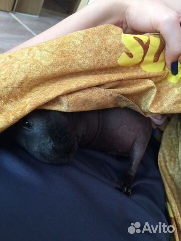 Морская свинка скинни