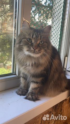 Кошечка Кира в добрые руки