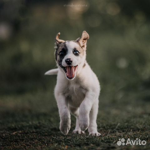 Белка из приюта