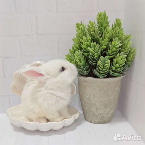 Декоративный кролик