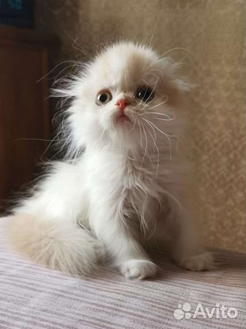 Эксклюзивный Котенок