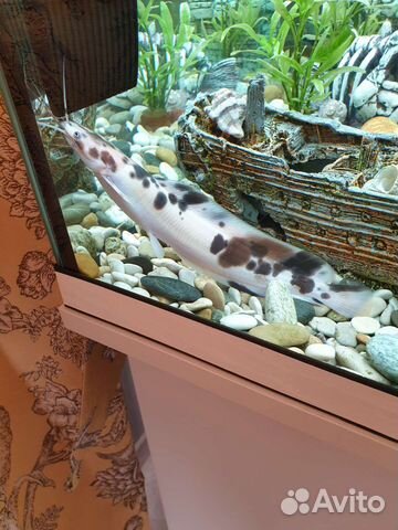 Сом клариус