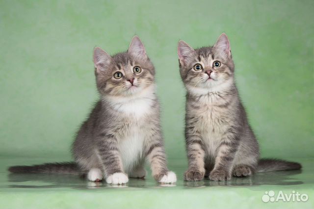 Котята мальчики метисы шотландской в дар