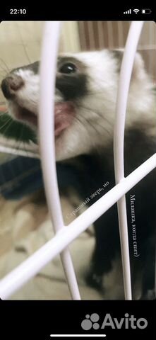 Хорек с клеткой