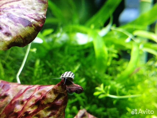 Улитки Теодоксус. Доставка. Самовывоз