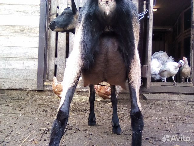 Коза дойная молочная