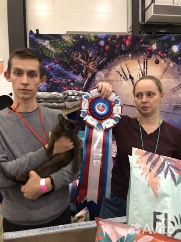 Котик чемпион