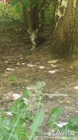 Котёнок, бегает совсем один