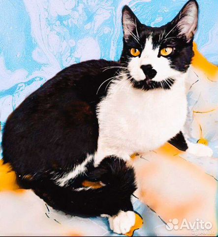 Кошка в дар