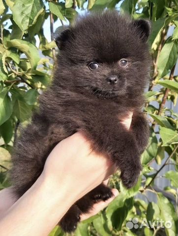 Немецкий шпиц медвежьего типа девочка