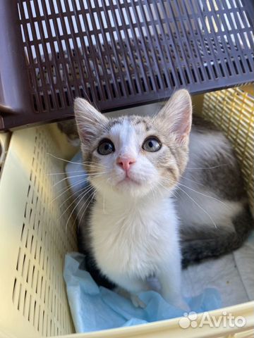 Котенок в добрые руки
