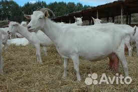 Козы разных пород