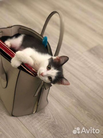 Котенок в добрые руки