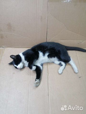 Кошка в добрые руки