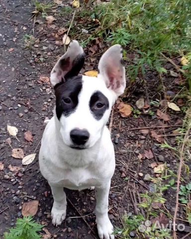 Очаровательный щенок в добрые руки