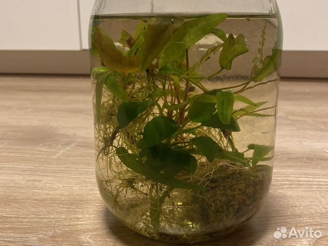 Коряга криптокорина анубиас амано неретина