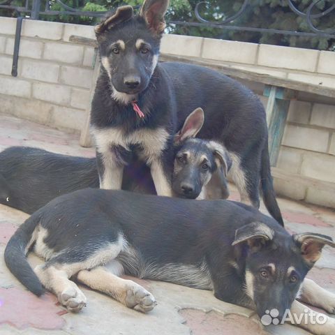 Щенки крупных вео - привитые