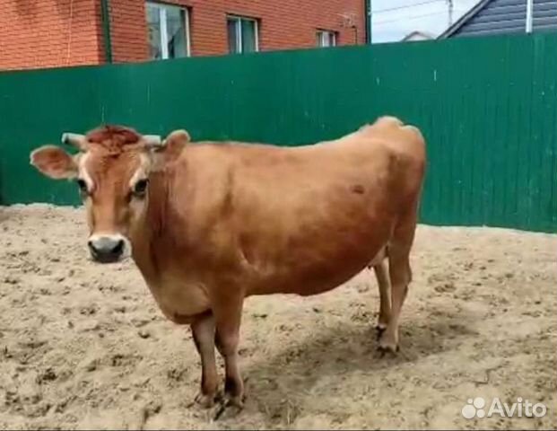 Джерсейская корова