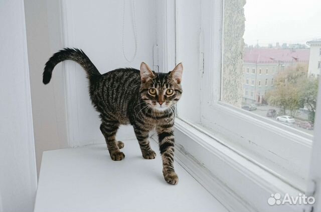 Кот Рич