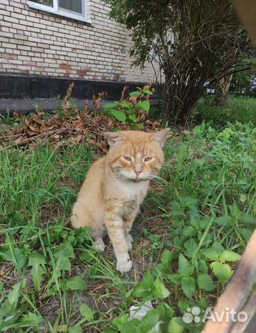 Отдадим кота в добрые руки