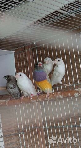 Японские амадины