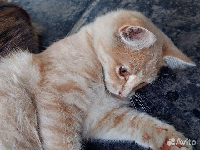 Нежно-персиковый котёнок бесплатно