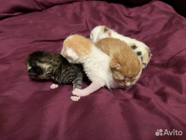 Котята в добрые руки даром