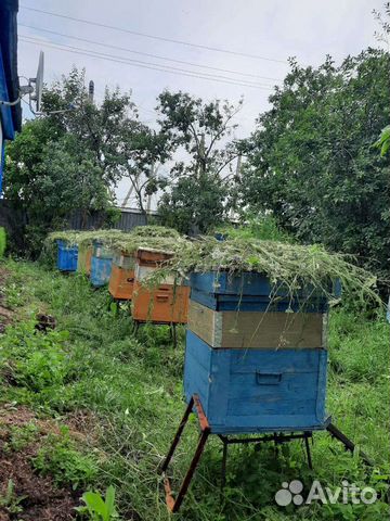 Пчелы и улья