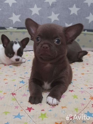 Чишка шоколадик