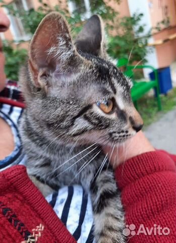 Котенок Камышовый окрас