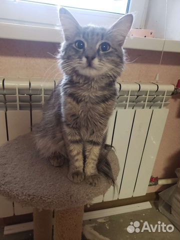 Кошечка Алиса