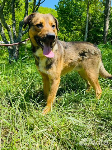 Щенок подросток мальчик в добрые руки