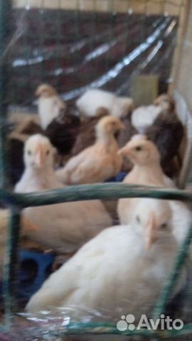 Водоплавающая и другое