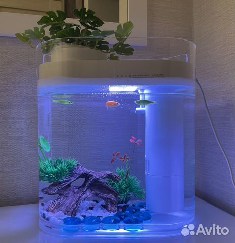 Аквариумные рыбки бесплатно