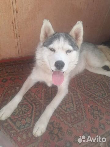 Сибирский хаски бесплатно