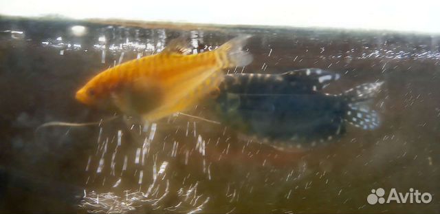 4 аквариумные рыбки (2 гурами, скалярия, сомик)
