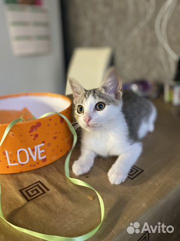 Нужна семья для котенка девочки