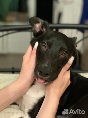 Собака мальчик