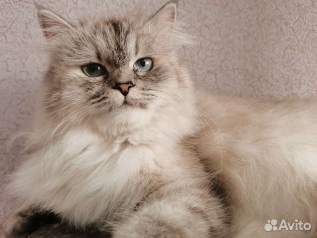 Кошки в добрые руки